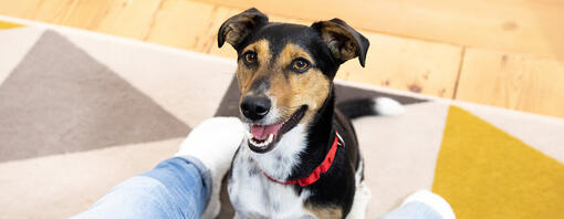 Phantom Pregnancy in Dogs - 9 Signs & Treatment | Purina UK